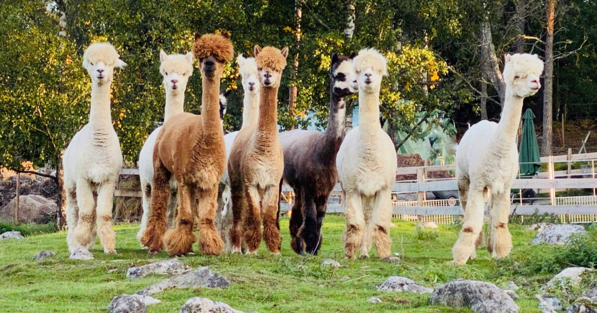 Kolmstahöjdens alpacka