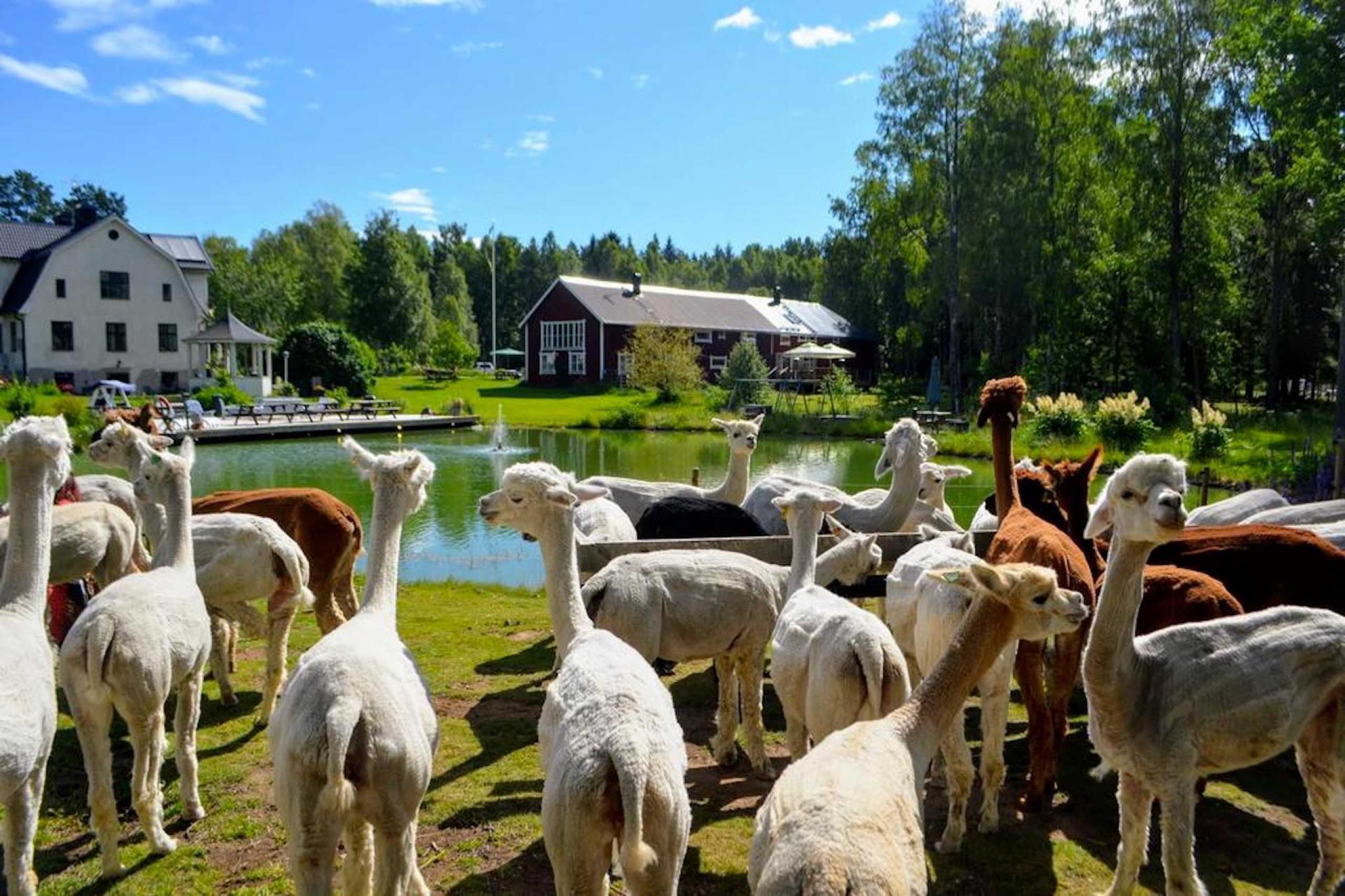 Norrängens Alpacka
